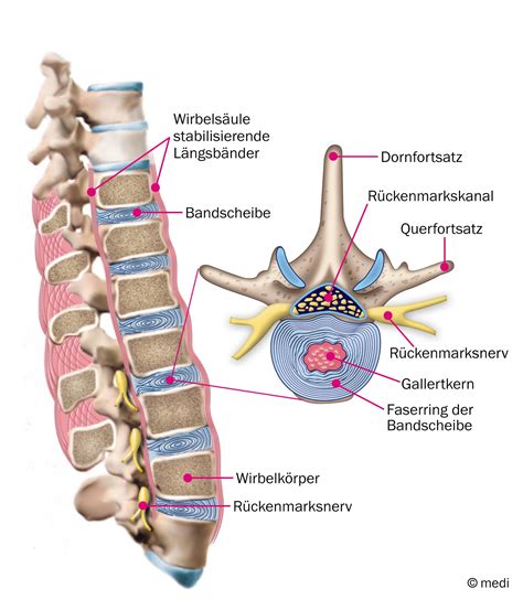 Bandscheibe Aufbau Funktion Krankheiten Medlexi De Artofit