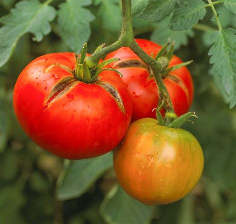 Pourquoi Mes Tomates Se Fendent Causes Et Solutions GreenInside Fr