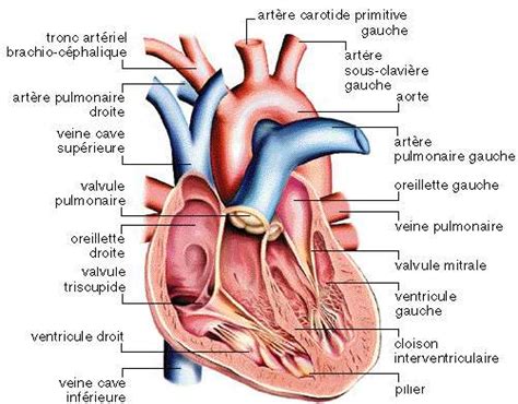Définition Cœur Coeur