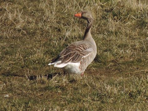Greylag Goose Bird Free Photo On Pixabay Pixabay