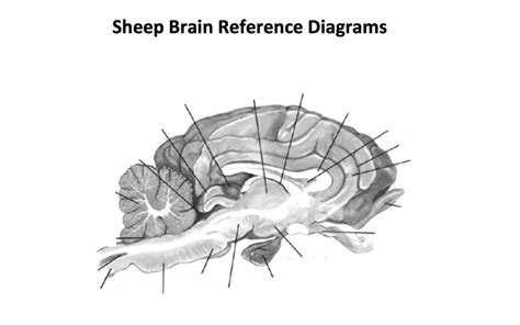 Sheep Brain Diagram Diagram Quizlet