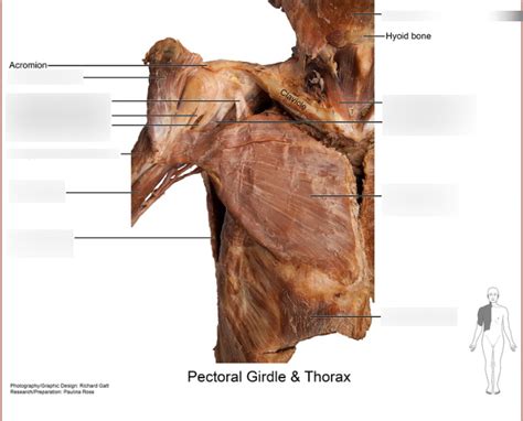 Anterior Pectoral Girdle Diagram Quizlet