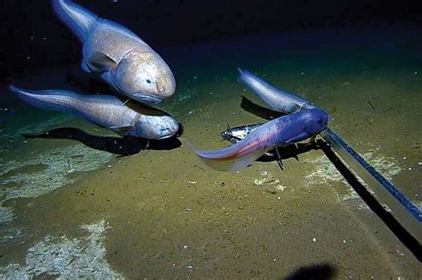 Worlds Deepest Fish Recorded Robinage