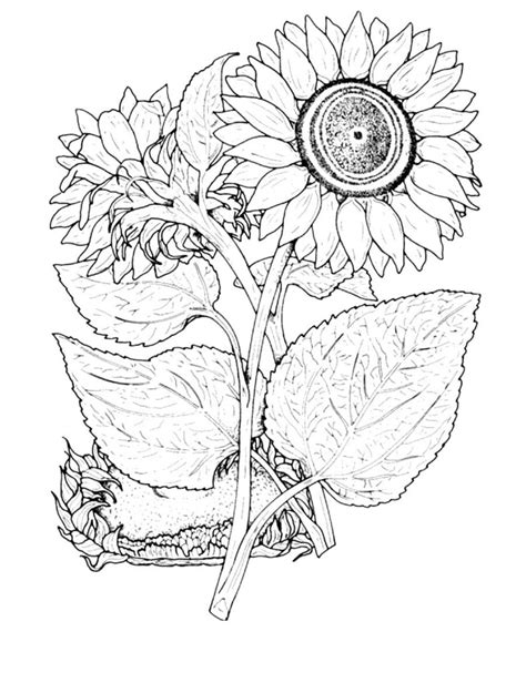 Dibujos De Girasoles Para Colorear Wonder Day
