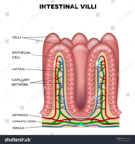 Intestinal Villi Anatomy Small Intestine Lining Stock Photo 387747436