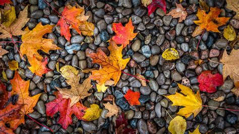 Autumn 4K Wallpapers Top Free Autumn 4K Backgrounds WallpaperAccess