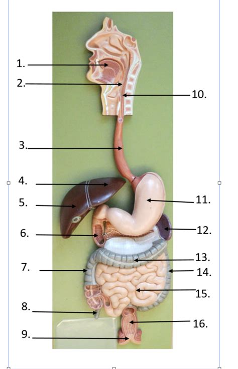 Anatomy Final Exam Review Digestive Diagram Quizlet