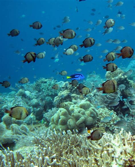 Le più belle barriere coralline del mondo ecco i migliori posti per