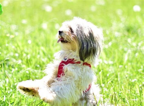 Cómo cepillar el pelaje de tu perro según su tipo Mundo Cachorro