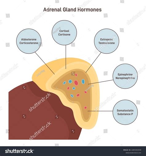 Adrenal Cortex Hormones Human Endocrine System Stock Vector Royalty