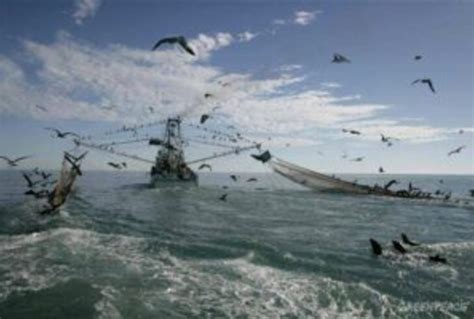 2 Pesca a strascico devastante Che vita cè e quali segreti nel
