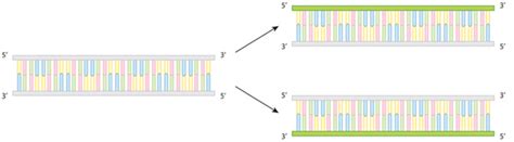dna as a template learn science at scitable