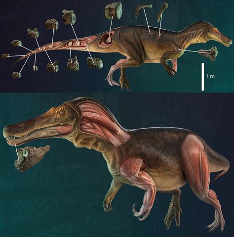 Nova espécie de dinossauro é descoberta em Portugal Biodiversidade