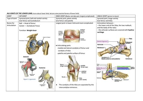 MSSK AL6 Joint OF Lower LIMB AL6 JOINTS OF THE LOWER LIMB More About