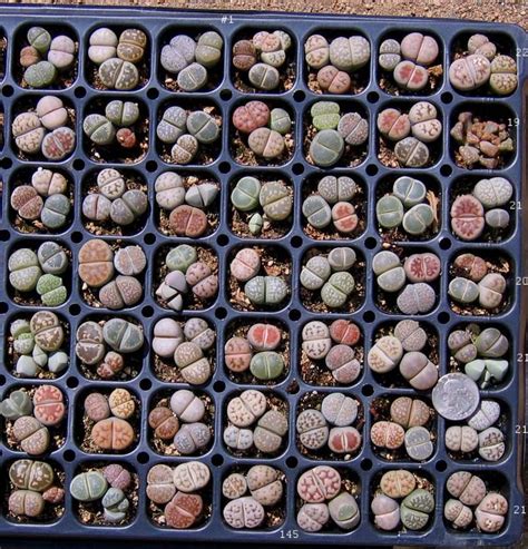 Notícias e curiosidades desse nosso mundo estranho Plantas que parecem