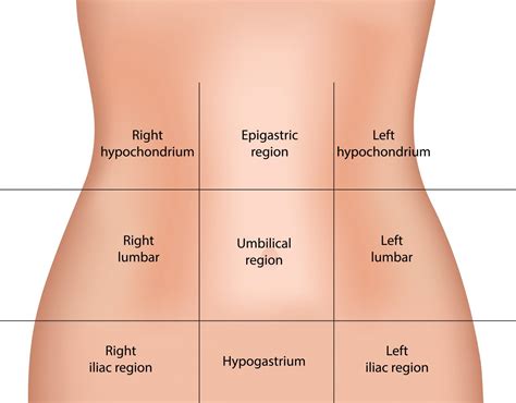 Regions Of The Abdomen Diagram
