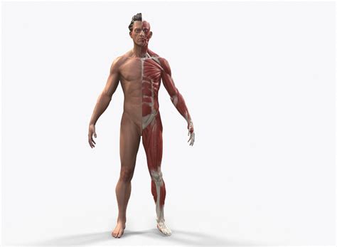Ecorche Male Anatomical Reference D Model By Bonebrew