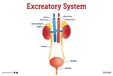 Excretory System And Urinary System With Their Functions