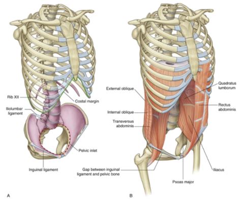 The Abdominal Cavity Flashcards Quizlet