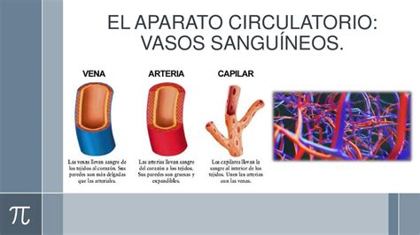 El Aparato Circulatorio Vasos Sangu Neos Mi Enfermera En Turno Udocz