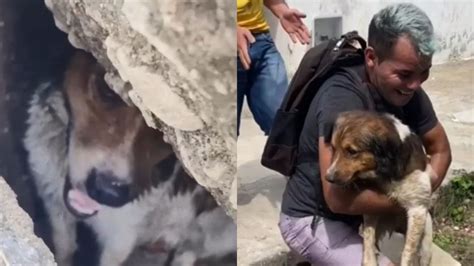 Vídeo cachorro cai em bueiro e é resgatado pela população Portal GCMAIS