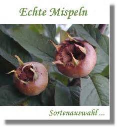 Baumschule Eggert Bl Tenstr Ucher Baumschulen Heckenpflanzen