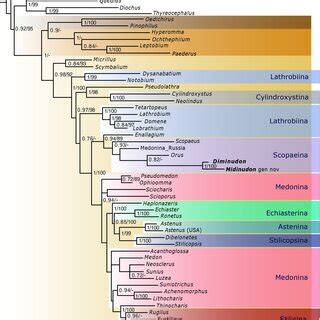 A Majority Rule Consensus Tree From A Bayesian Inference Analysis