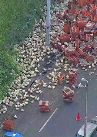 Caminhão galinhas tomba e carga vira almoço de moradores na zona