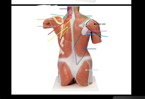 Lab Muscles Of The Torso Posterior View Diagram Quizlet