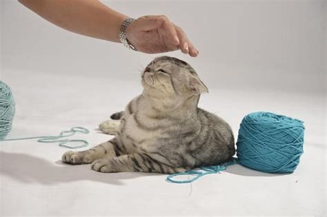 Por Qu Mi Gato No Se Deja Tocar Razones