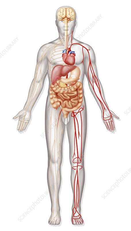Human Body Organs Diagram Unlabeled