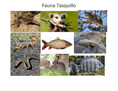 Flora Y Fauna Tasquillo