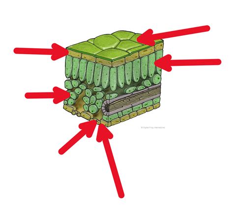 Leaf Structure Diagram Quizlet