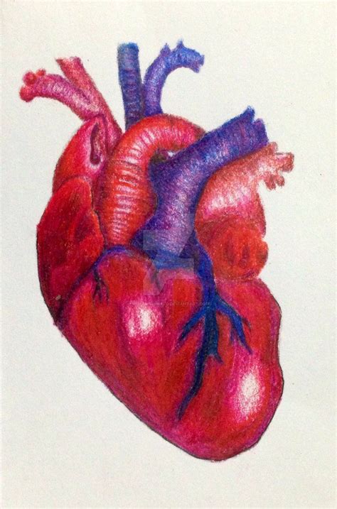 Realistic Heart Colored By Wolfgirlhello On Deviantart Human Heart