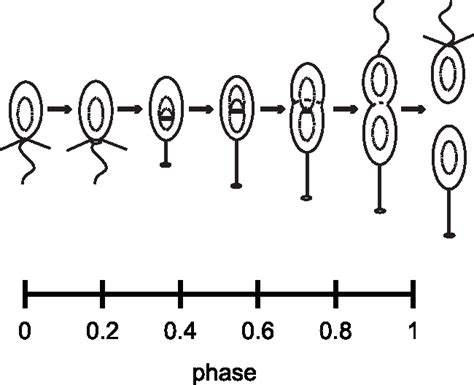 figure 1 from model based deconvolution of cell cycle time series data reveals gene expression