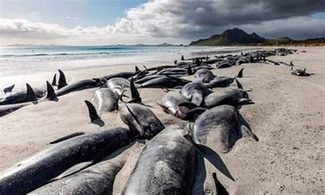 Milenio On Twitter Murieron 500 Ballenas Piloto Al Quedar Varadas En