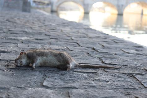 Qué significa soñar con ratas Aquí te lo explicamos