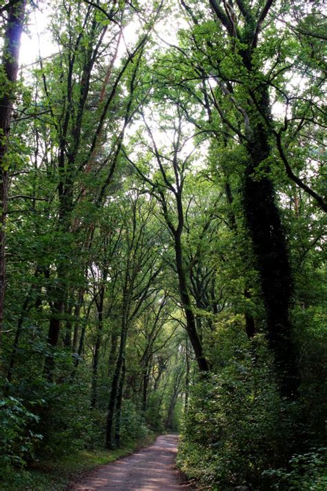 Fotos gratis árbol naturaleza bosque césped rama ligero planta