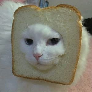 Un Gatopan Para Alegrarles El Dia Meme Subido Por AtlasX Memedroid