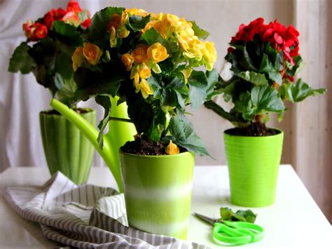 Plantas Que Atraen El Dinero Seg N El Feng Shui Y Puedes Tener En La