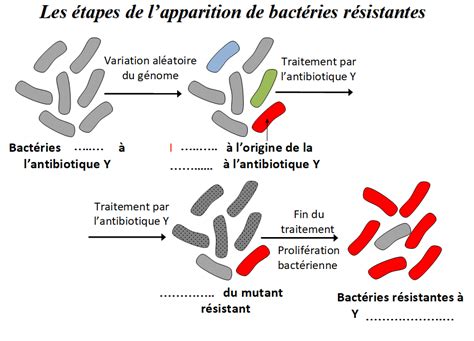 1 3 Variation génétique bactérienne et résistance aux antibiotiques