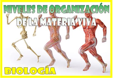 Niveles De Organizaci N De La Materia Viva Biolog A Optifutura