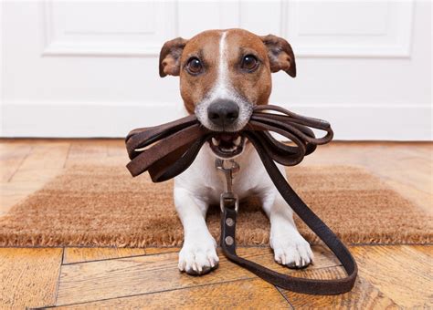 Découvrez le secret des meilleurs tapis de propreté pour chien une