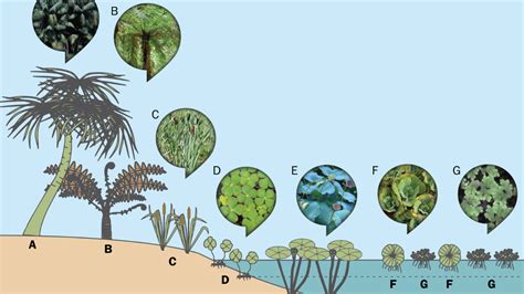 Planting A Cretaceous Pond South American Edition The Official PLOS