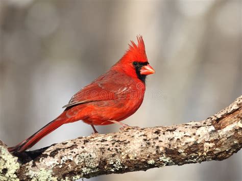 Male Northern Cardinal Cardinalis Cardinalis Stock Photo Image Of