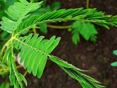 含羞草种子种植的方法是什么种植后如何管理 花海建设 长景园林网