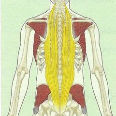 Nasm Muscles Origins And Insertions Flashcards Quizlet Flashcards