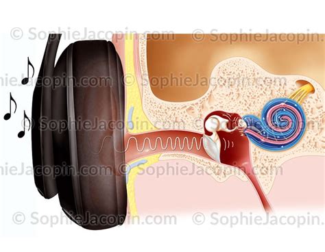 ANATOMIE DE L OREILLE Illustration Medicale Didactique Sophie Jacopin