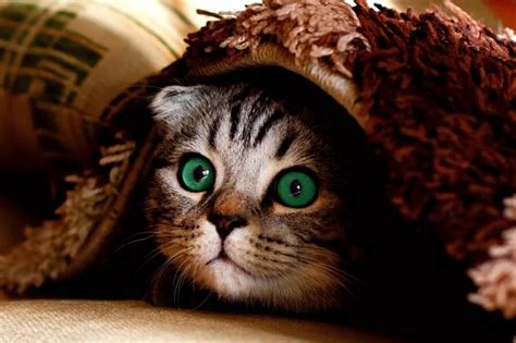 R Yada Kedi G Rmek Ne Anlama Geliyor R Yada Kedi Sald Rmas Ne Demek