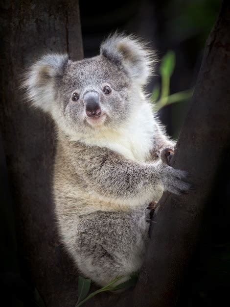Oso de koala del bebé que se sienta en un árbol Foto Premium